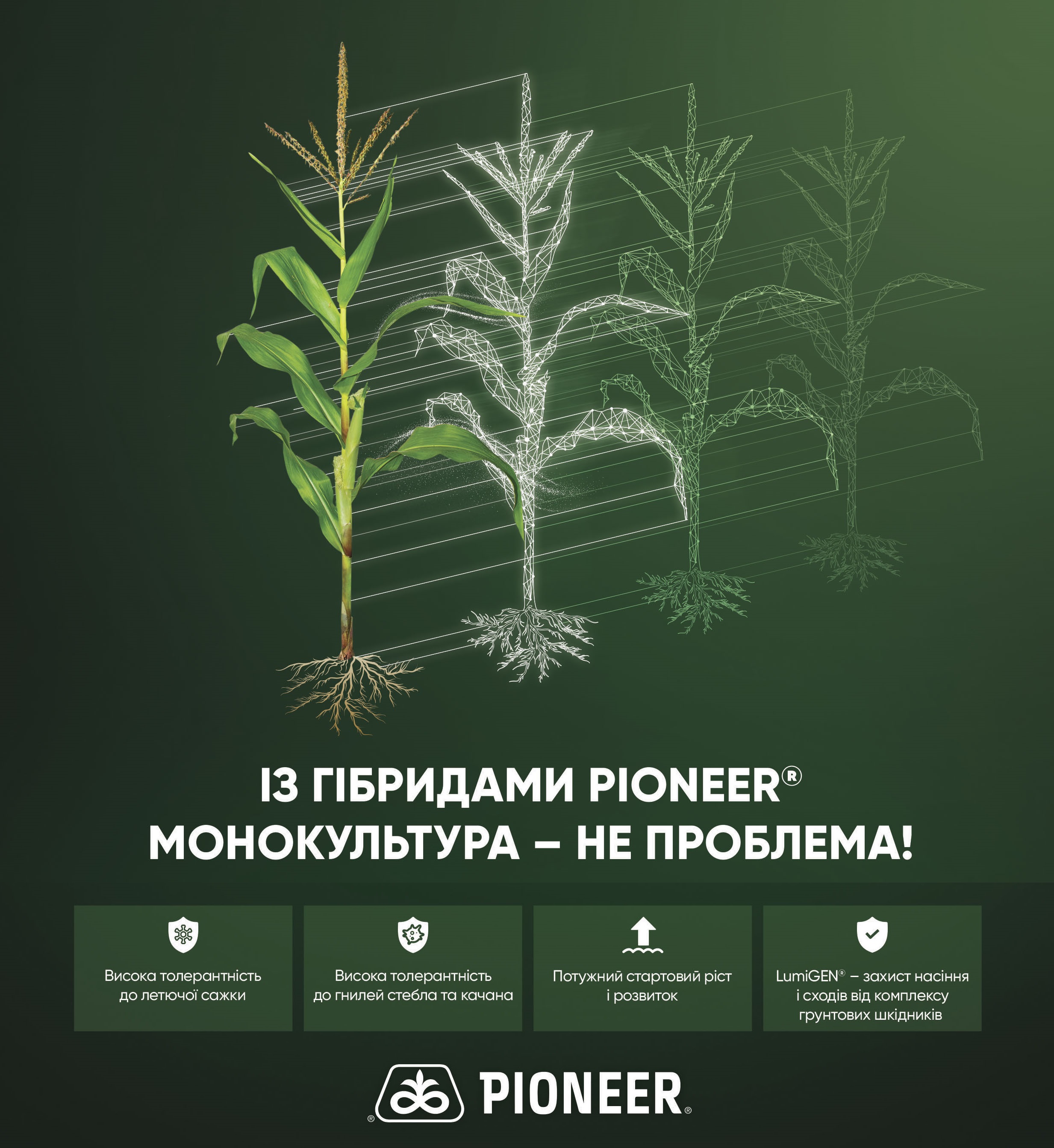 Гібриди кукурудзи для вирощування в монокультурі
